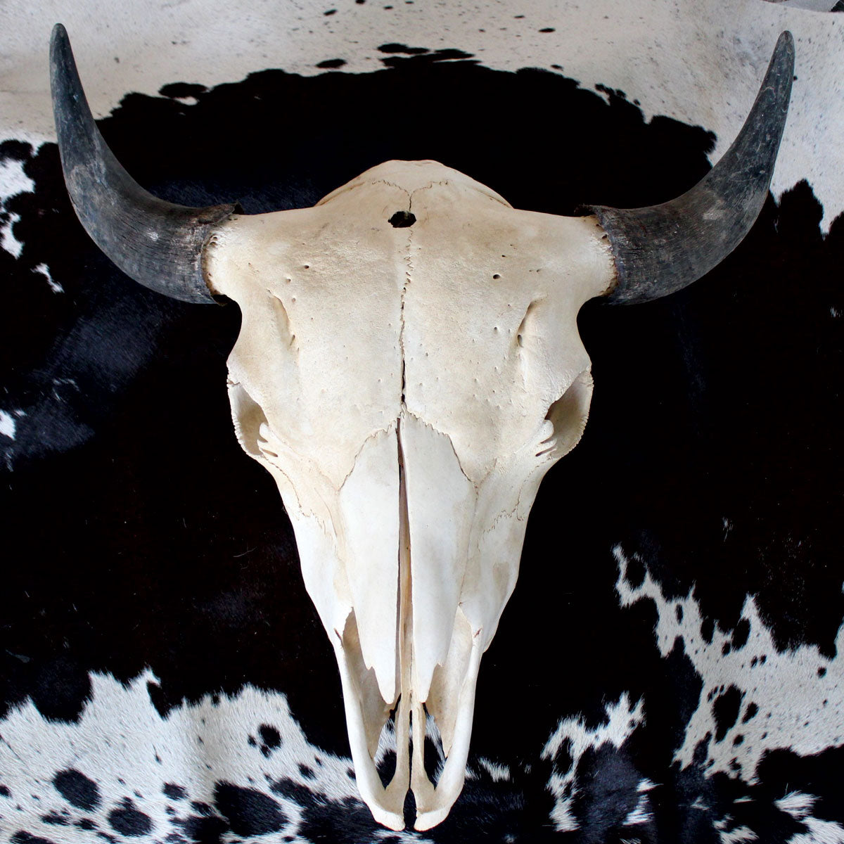 Buffalo Skull Large with Horn Caps All Natural Real – Hides N Horns